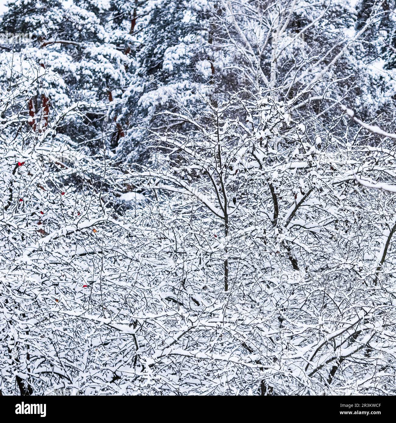 Fluffy snow-covered trees branches, nature scenery with white snow and ...