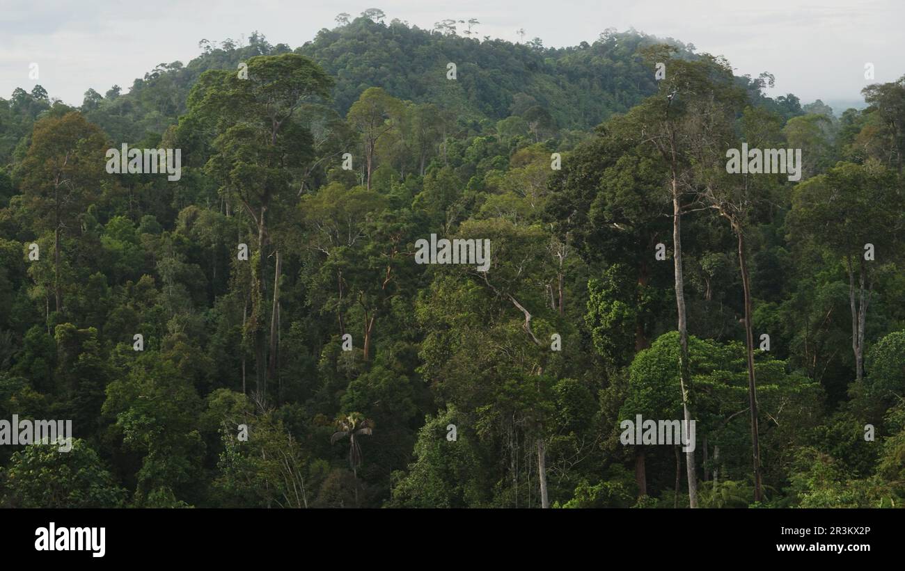 Kalimantan forest hi-res stock photography and images - Alamy