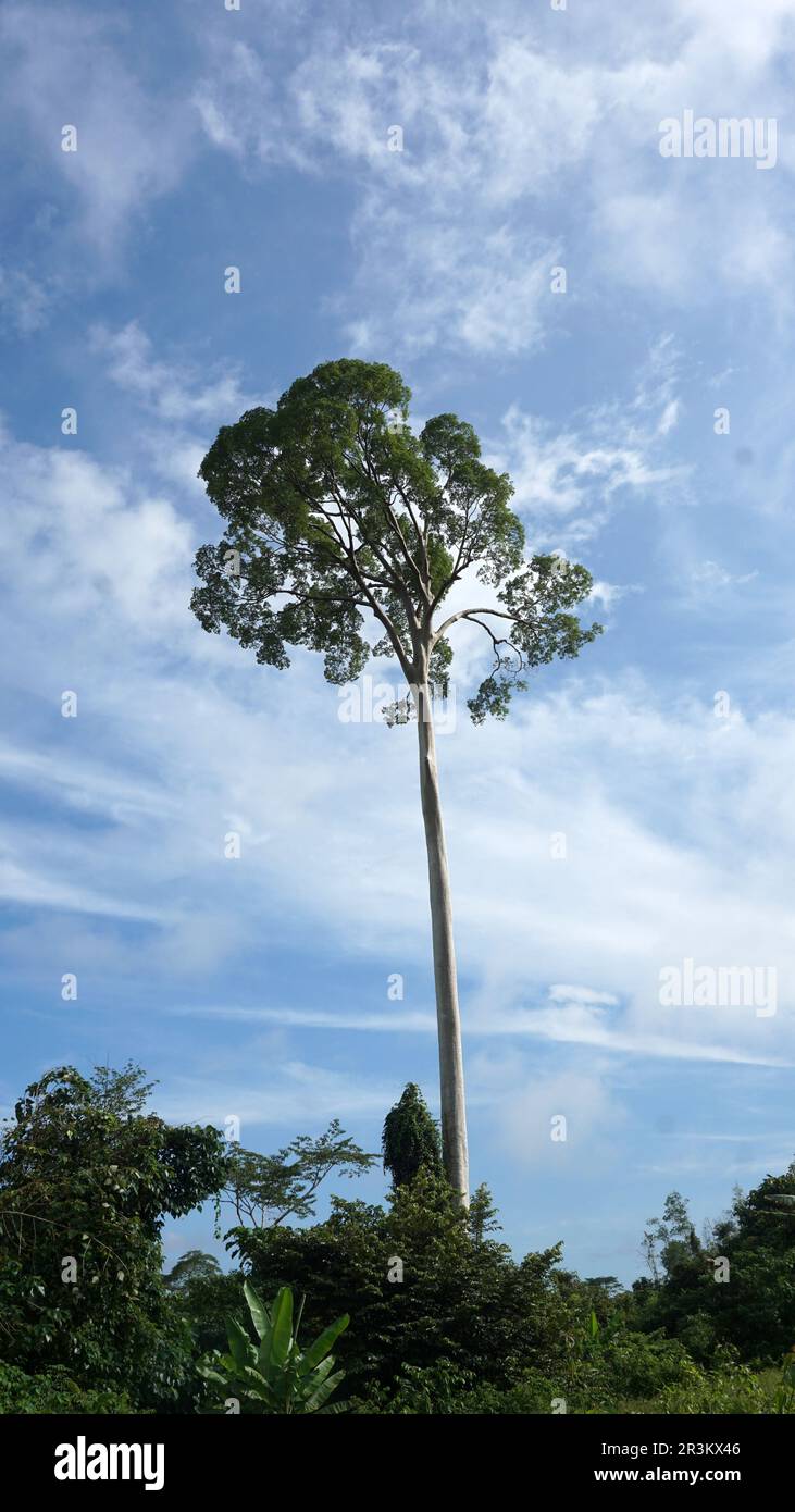 Rainforest tall tree hi-res stock photography and images - Alamy