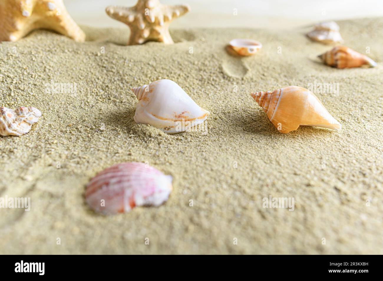 Seashells and stars in the sand Stock Photo - Alamy