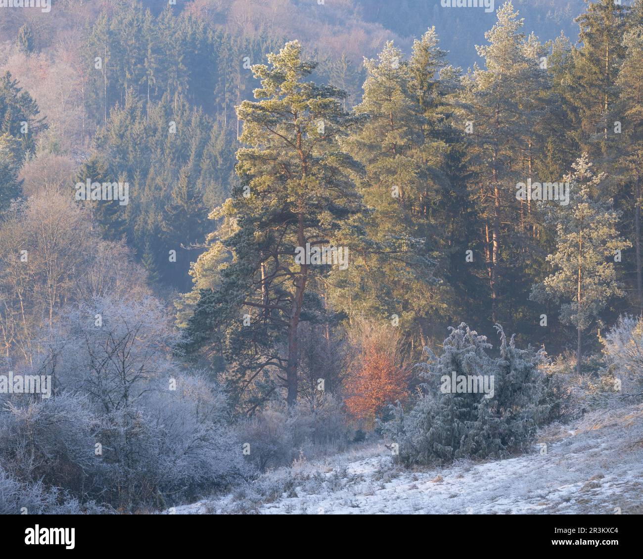 Ulm in winter hi-res stock photography and images - Alamy