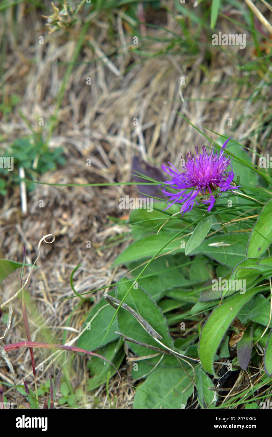 Trummach nebula hi-res stock photography and images - Alamy