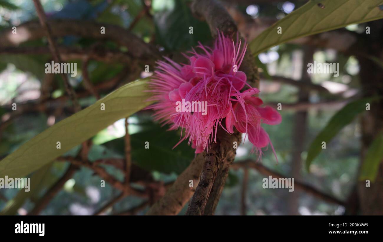 The pink flower of Malay Apple fruit Stock Photo - Alamy
