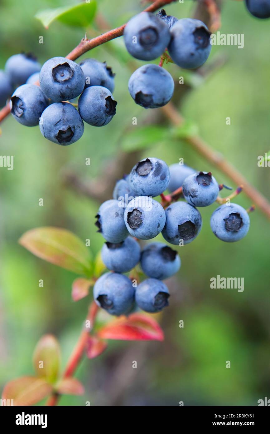 Blueberry field. Fresh blueberries on the bush. Vivid colors. Fresh ...