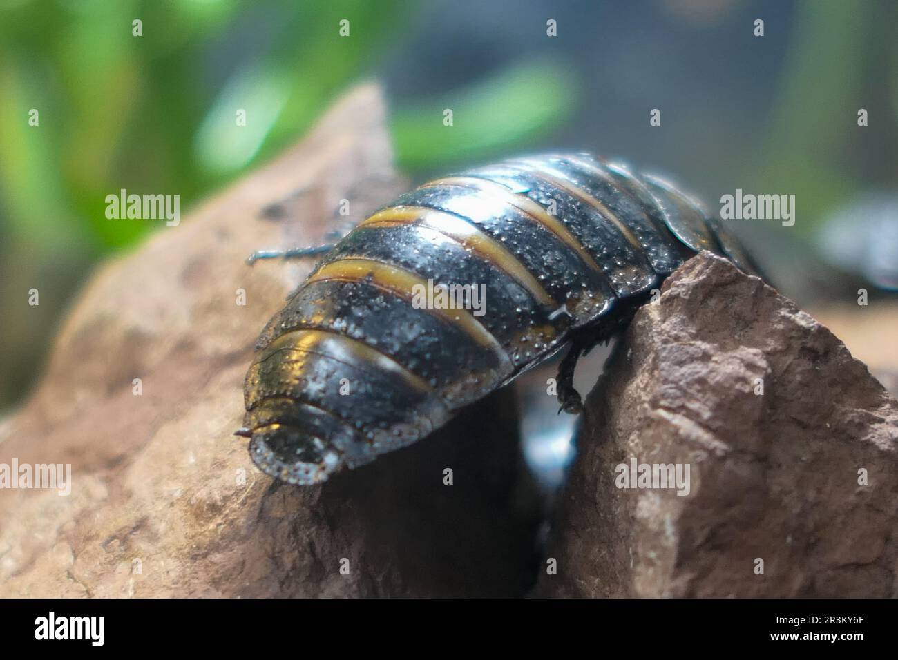 A close up of a hissing cockroach Stock Photo - Alamy