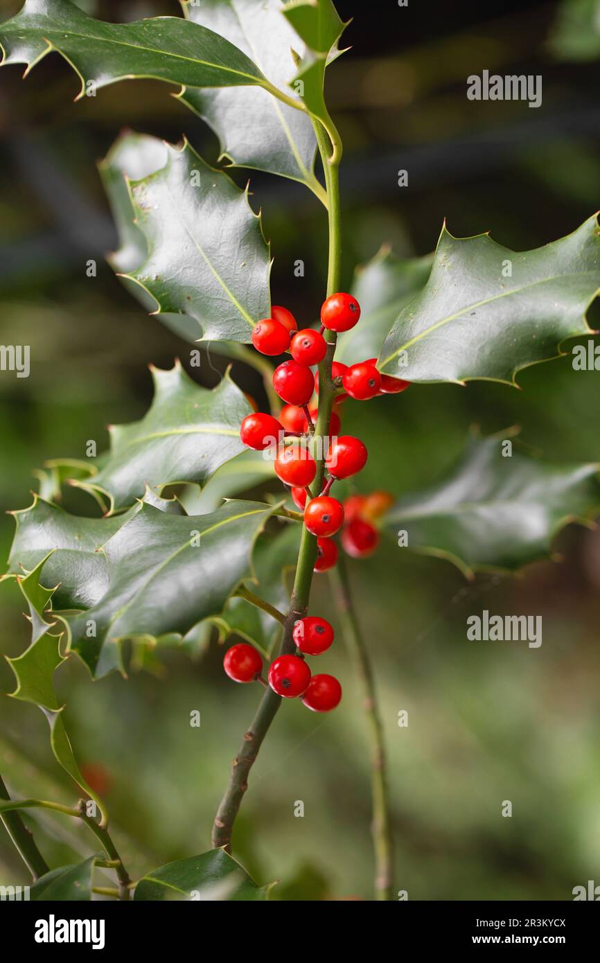 Holly foliage hi-res stock photography and images - Alamy