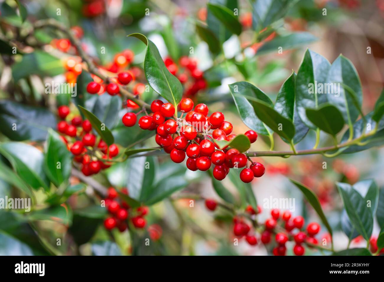 Christmas Holly red berries, Ilex aquifolium plant. Holly green foliage ...