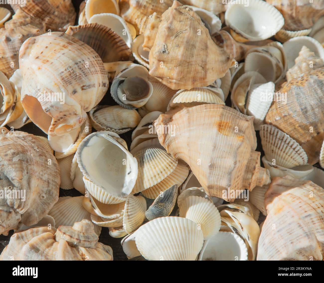 Sea shells on the beach. Summer background. Rapan shell top view. Beige ...