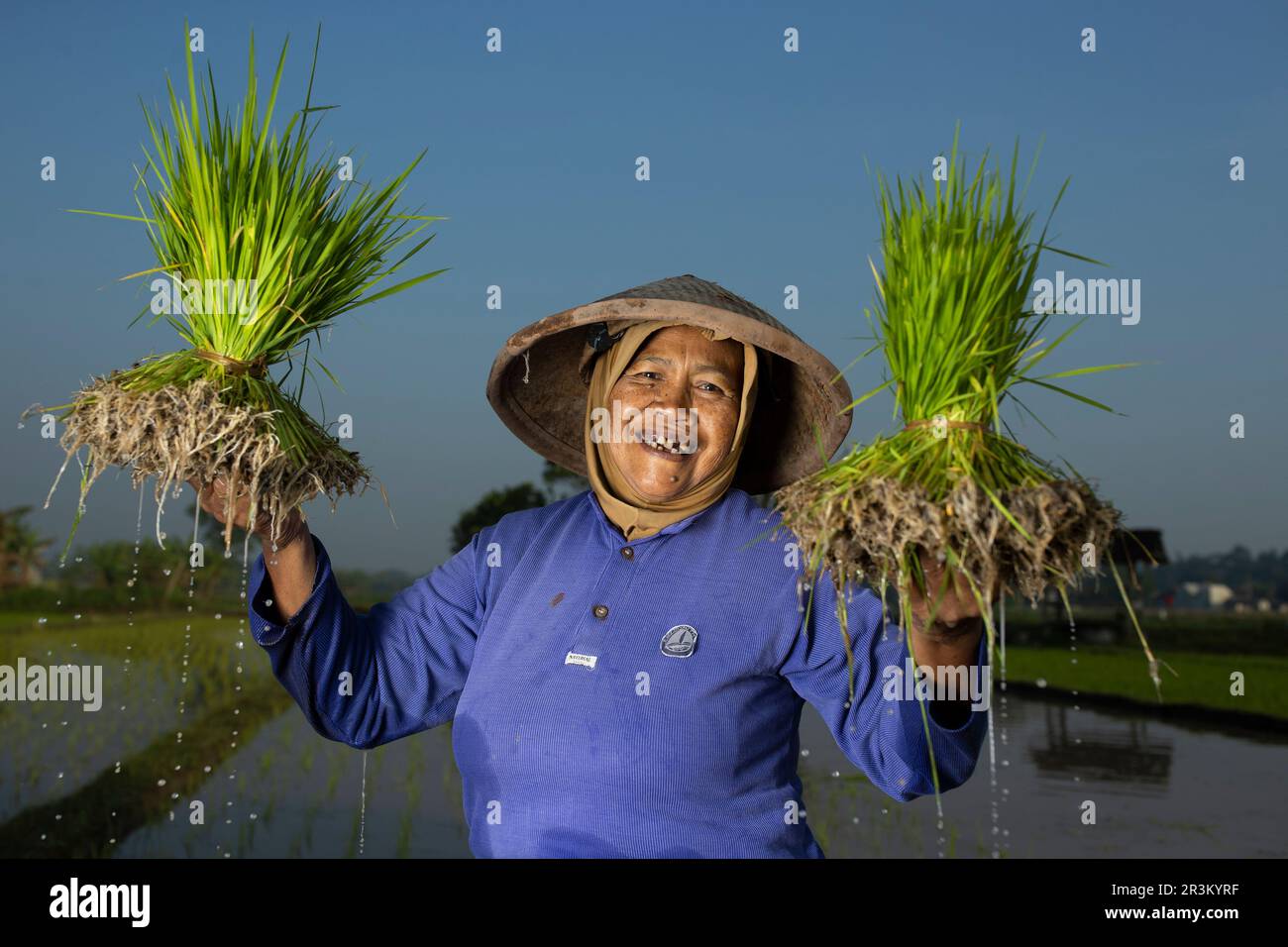 Rice farmer during planting season, Jogjakarta, Java Island, Indonesia ...