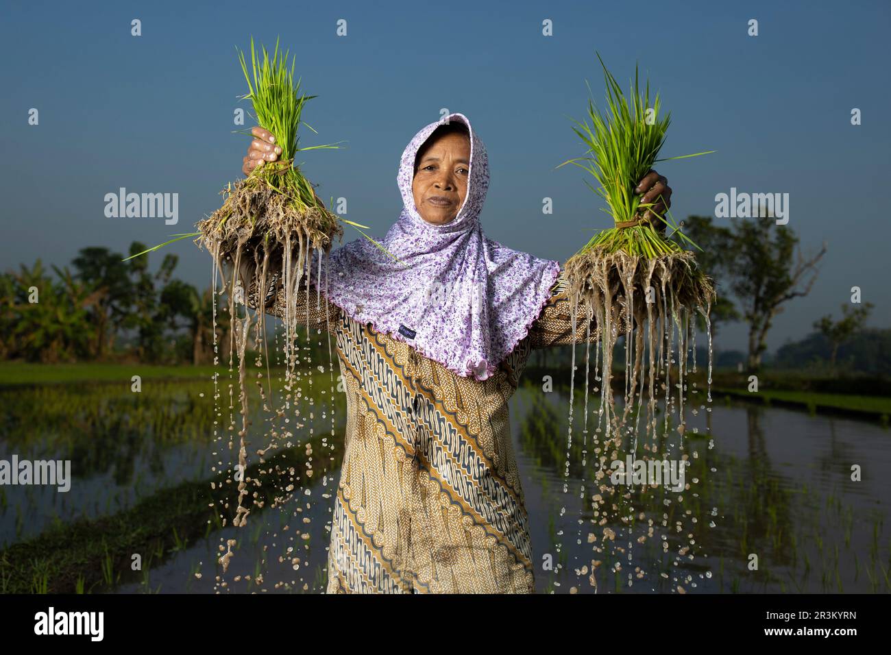 Rice farmer during planting season, Jogjakarta, Java Island, Indonesia ...