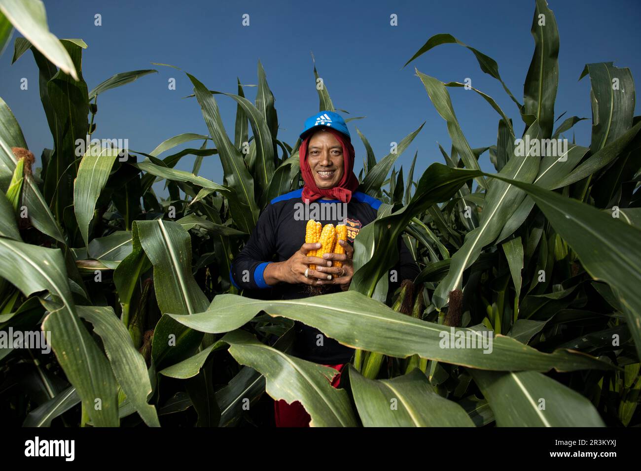 Corn (maize) farmer from Jogjakarta, Java Island, Indonesia Stock Photo - Alamy
