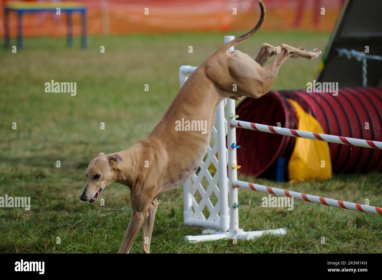 Fawn greyhound hi-res stock photography and images - Alamy