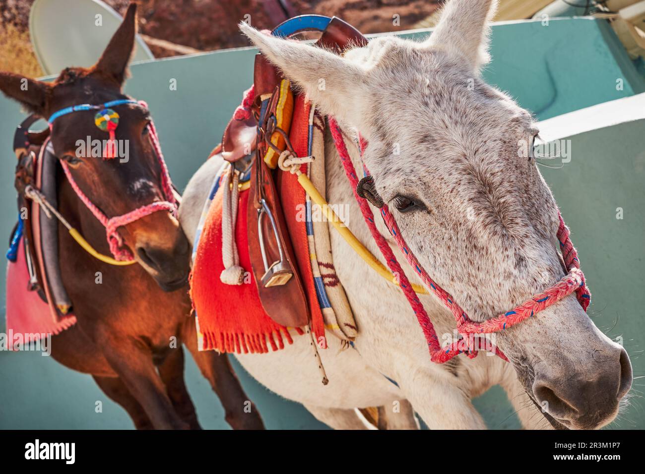 Donkeys Transporting People - Stairs in the Cliff of Santorin Island ...