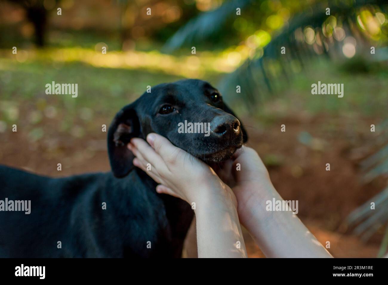 Portrait of a black dog receiving affection Stock Photo - Alamy