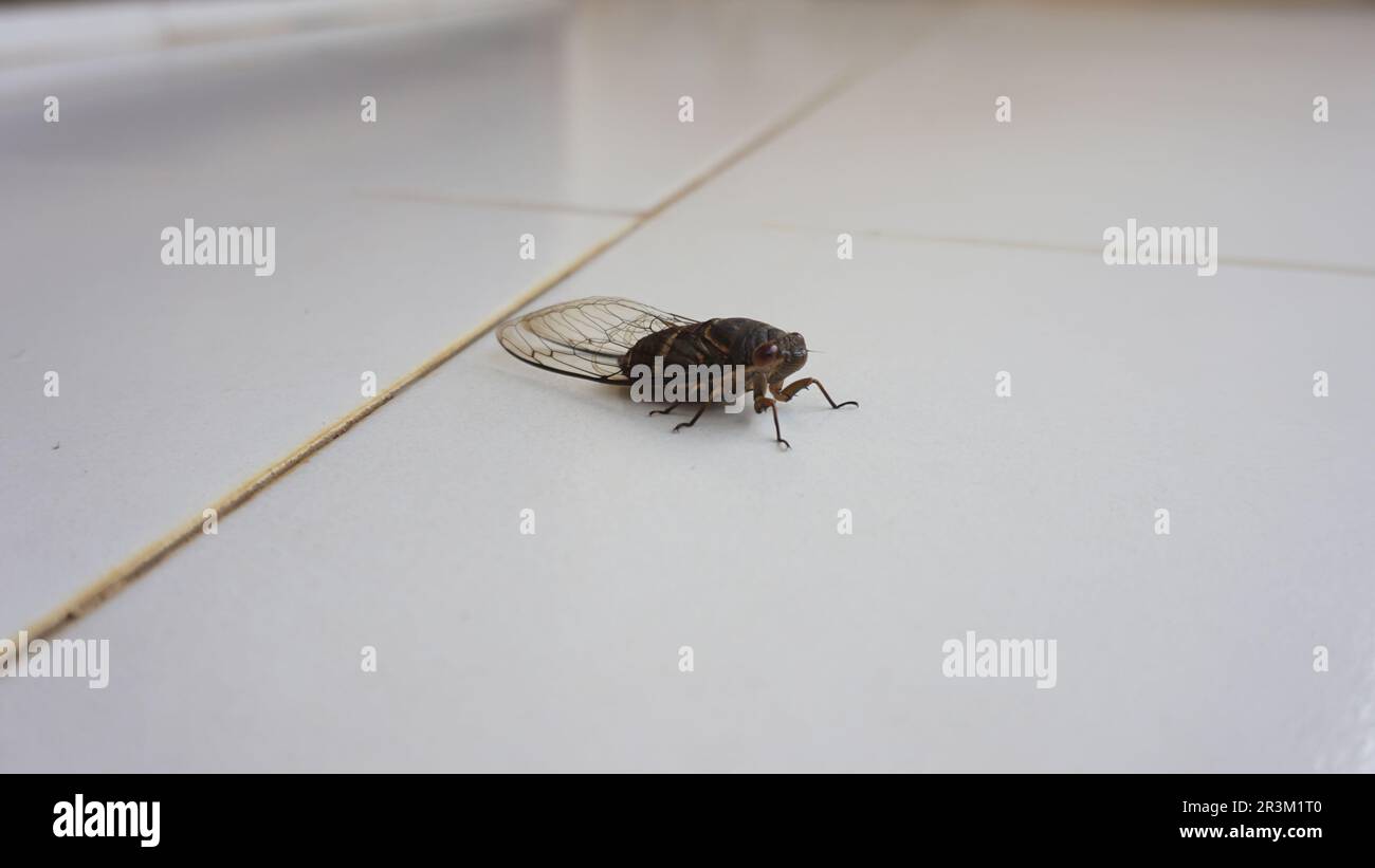 Cicada of indonesia hi-res stock photography and images - Alamy
