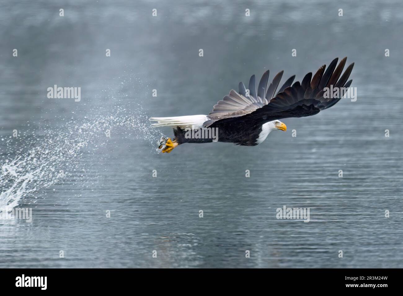 Eagle flying catching fish hi-res stock photography and images - Alamy