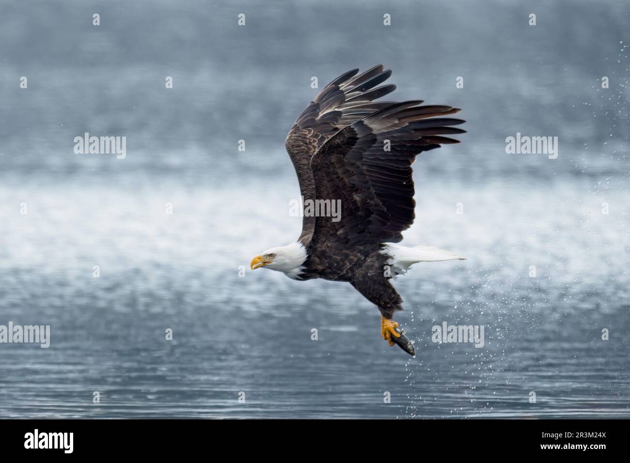 Flying catch hi-res stock photography and images - Alamy