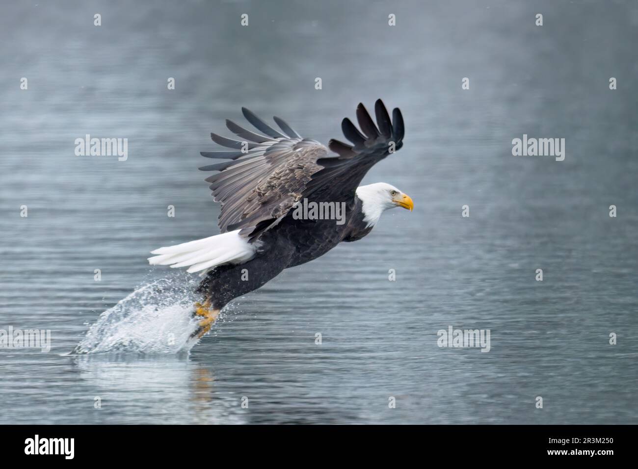 Eagle flying catching fish hi-res stock photography and images - Alamy