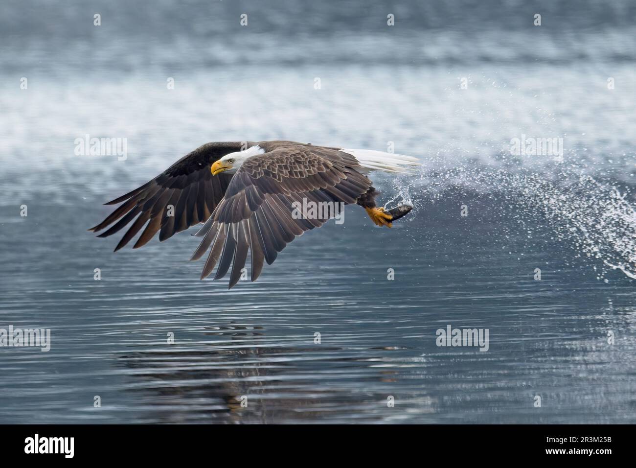 Large bald eagle hi-res stock photography and images - Alamy