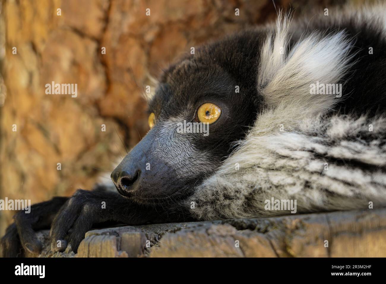 Skunk Face Close Up