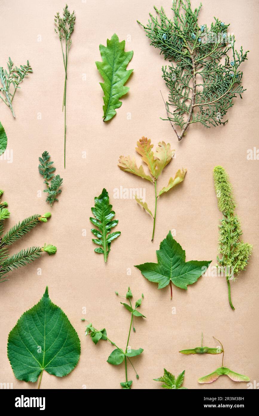 Botanical set of leaves, plants and flowers on beige background. Flat ...