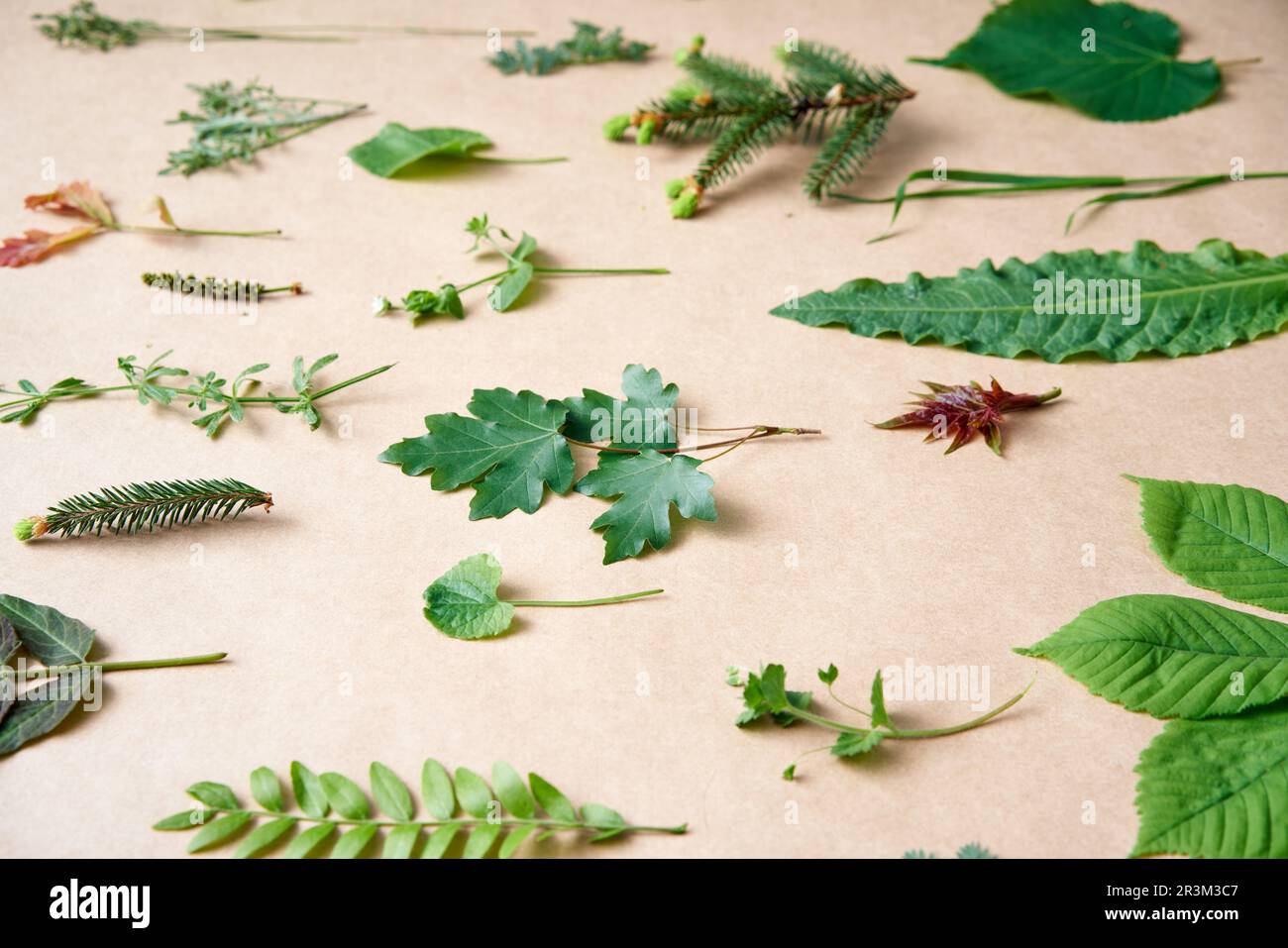 Collection set of various leaves, plants and herbs on beige background ...