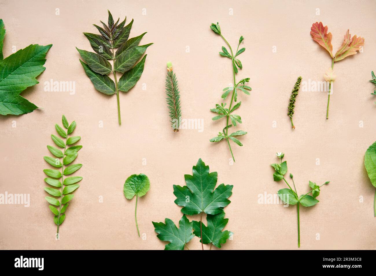 Collection set of various leaves, plants and herbs on beige background ...