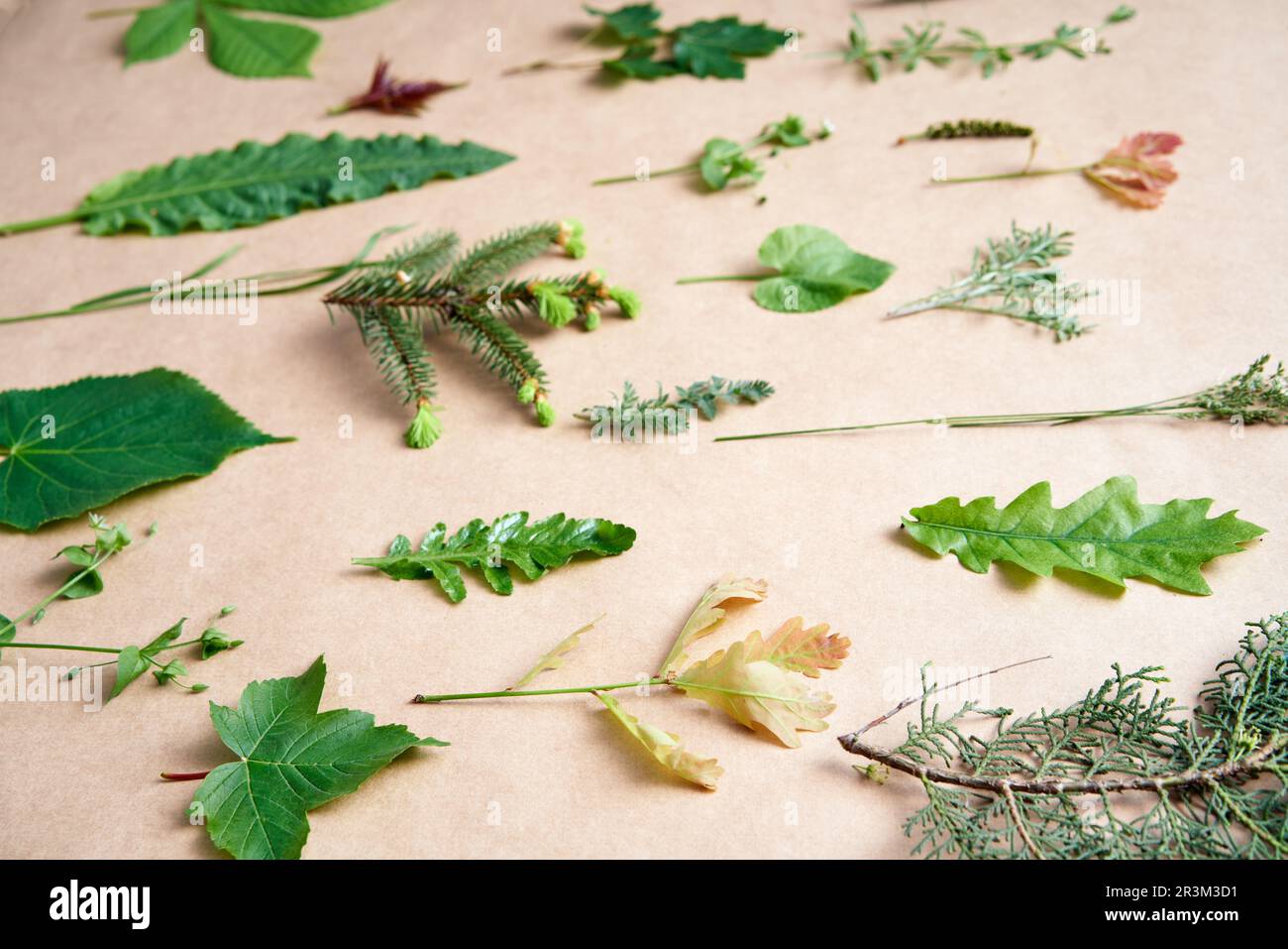 Collection set of various leaves, plants and herbs on beige background ...