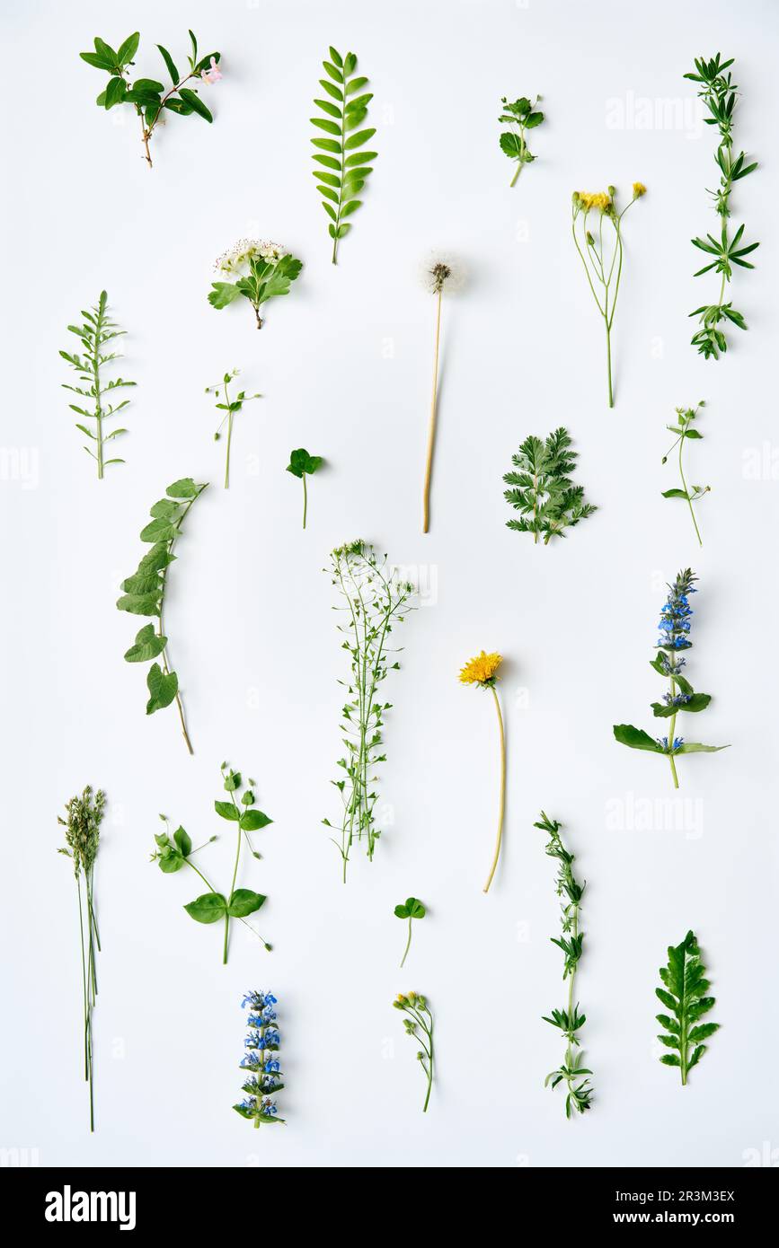 Botanical set of leaves, plants and flowers on white background. Flat ...