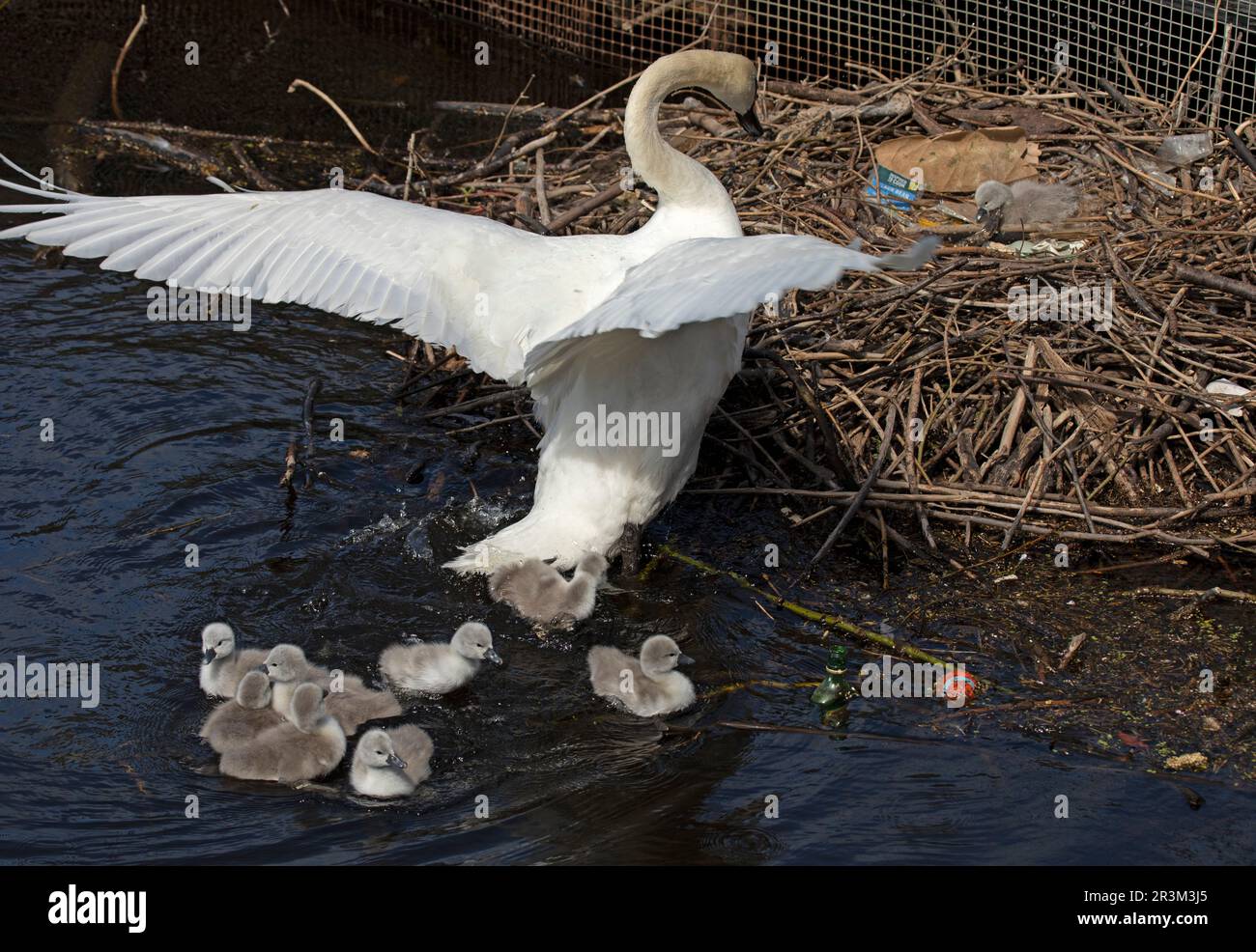 Eight cygnets hi-res stock photography and images - Alamy