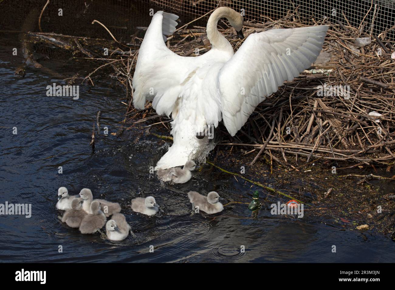 Shore, Leith, Edinburgh, Scotland, UK. 24 May 2023. First swim for Mute Swan Cygnets from their ...