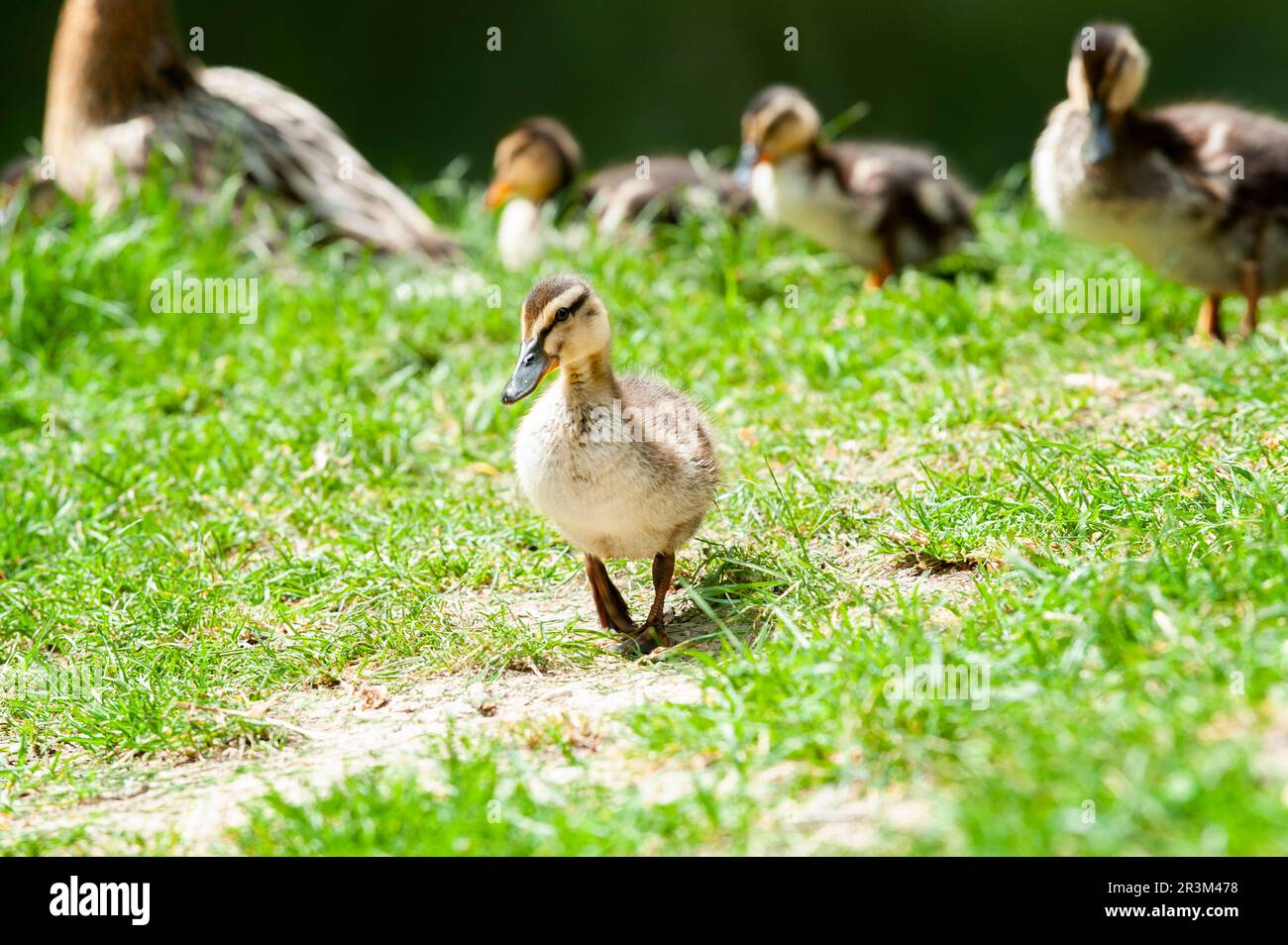 Duckling goes for a walk Stock Photo - Alamy