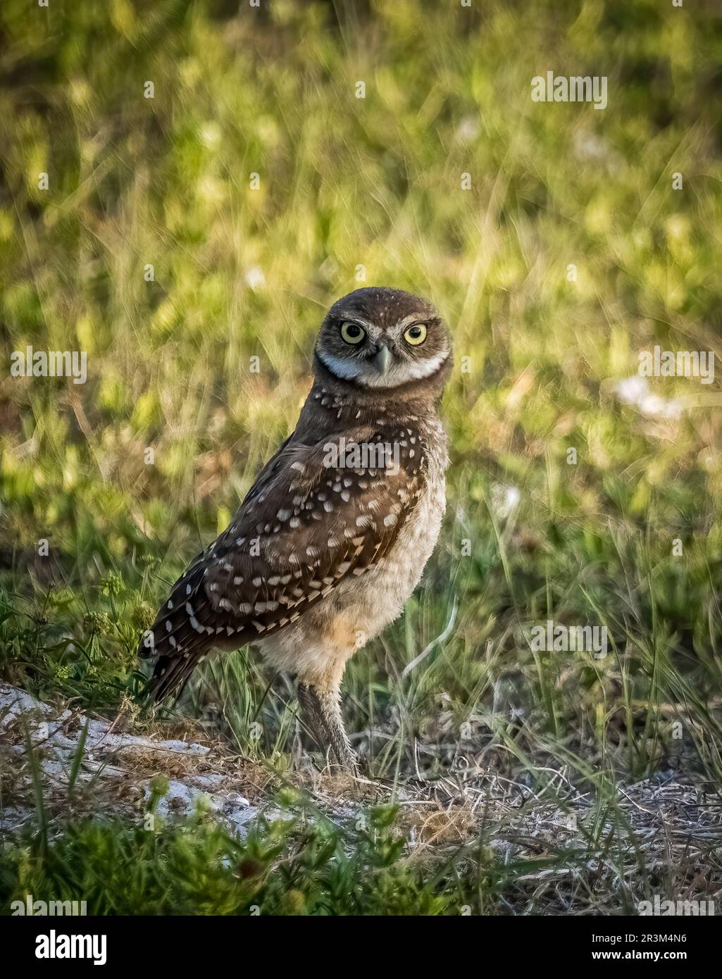 Burrowing Owl in Cape Coral Florida USA Stock Photo - Alamy