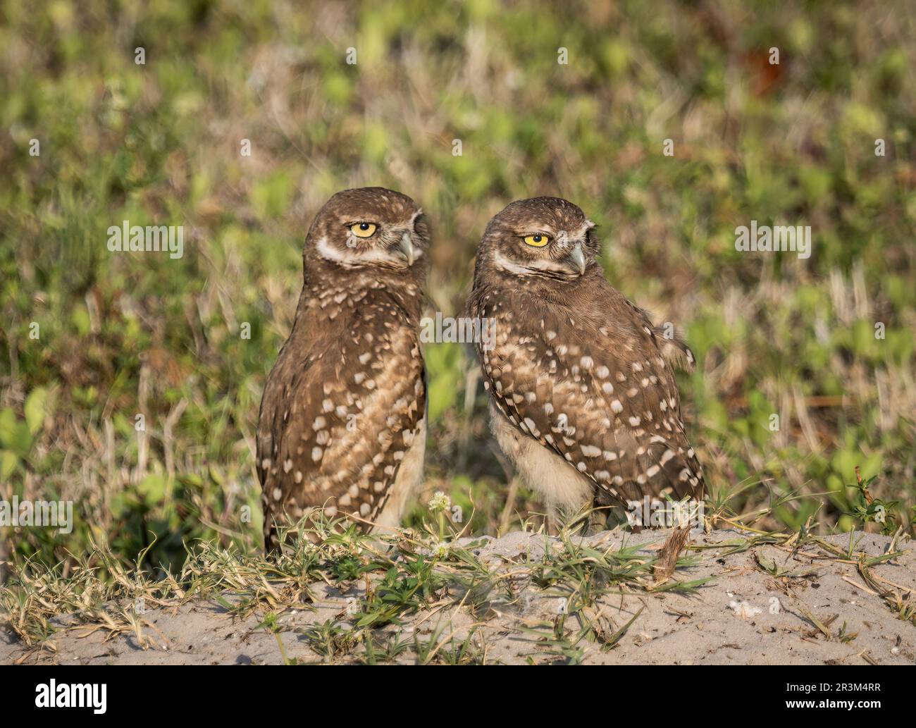 Burrowing Owls in Cape Coral Florida USA Stock Photo - Alamy