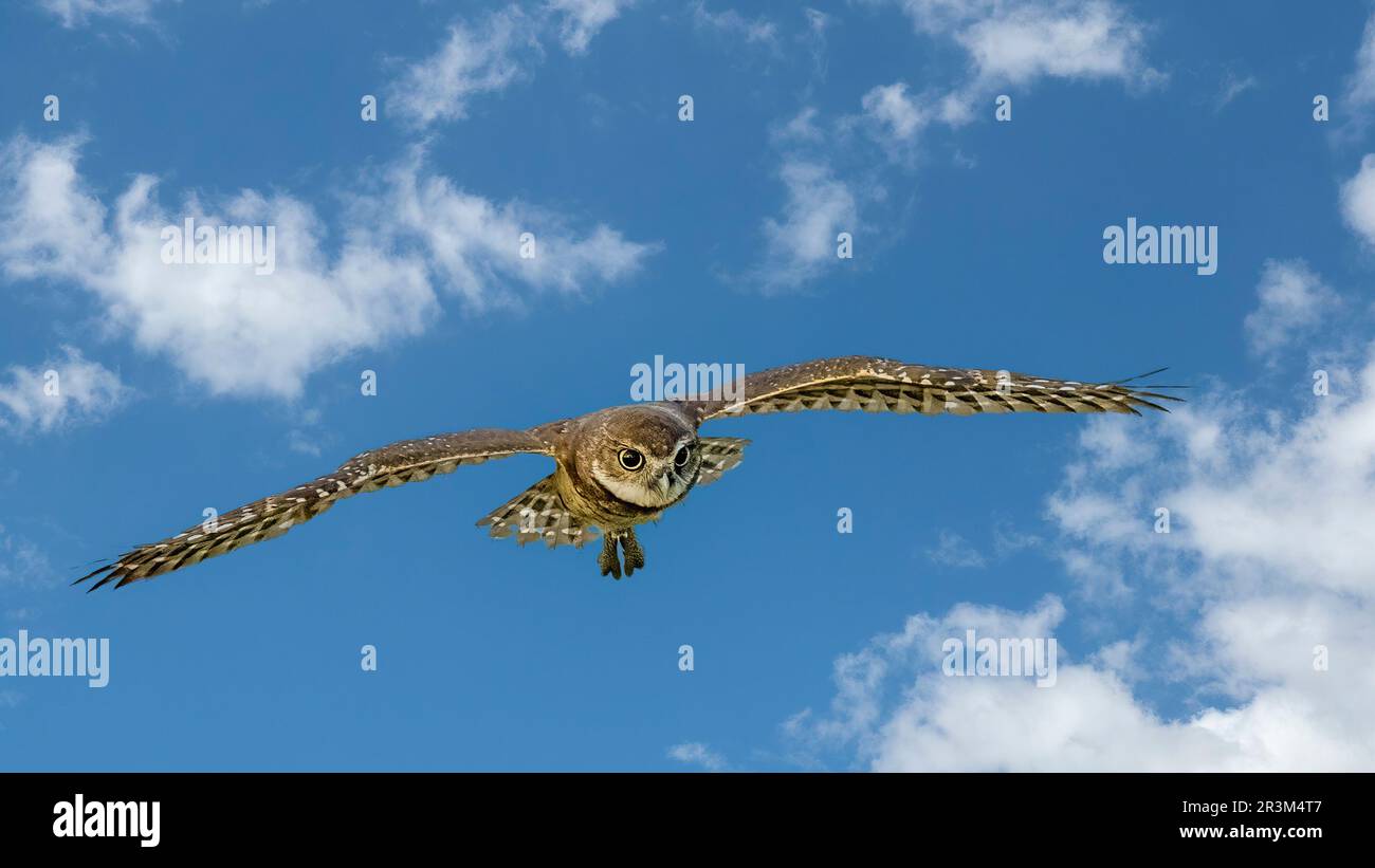 Western Burrowing Owl Flying