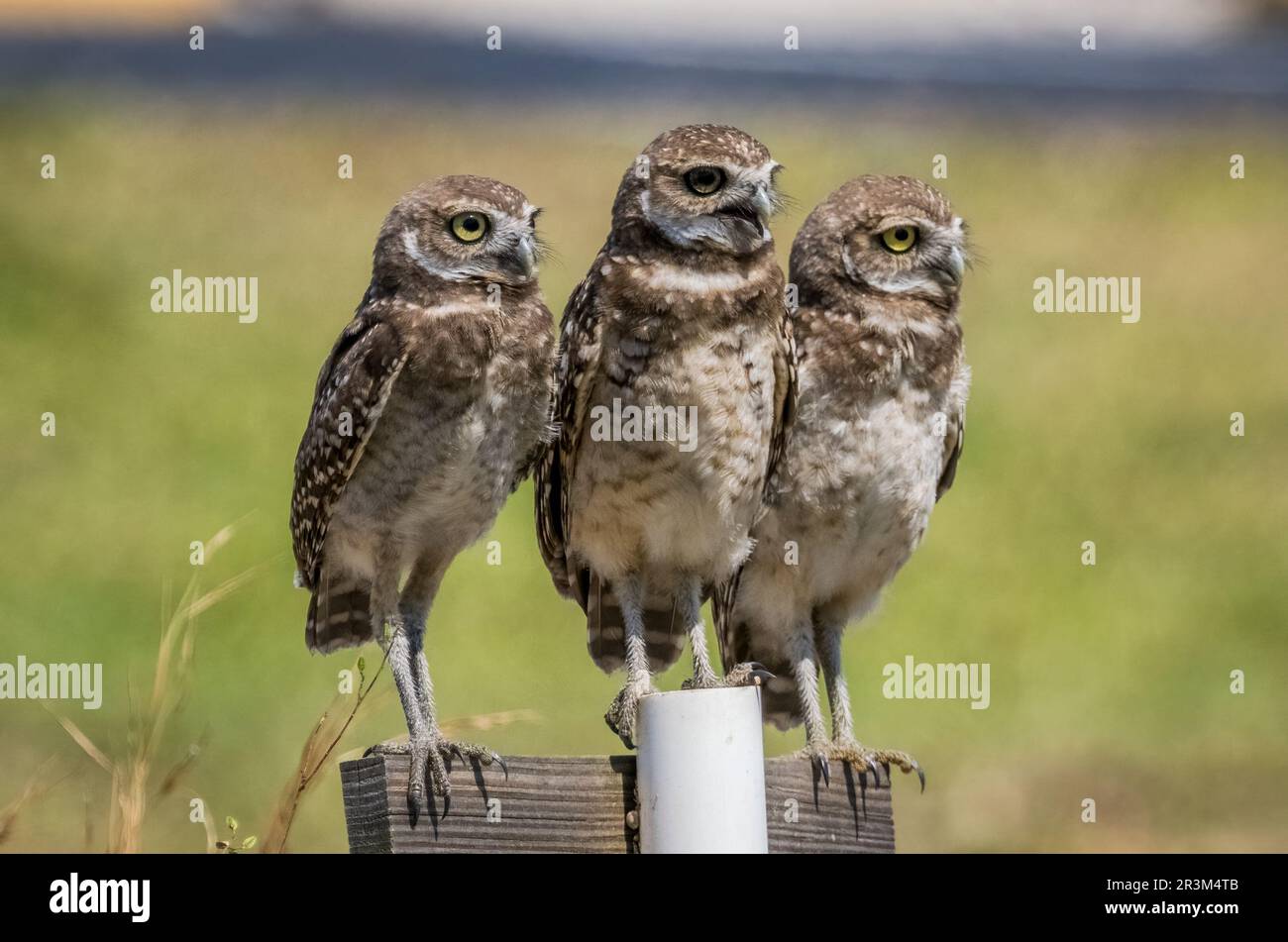 Three Burrowing Owls in Cape Coral Florida USA Stock Photo - Alamy