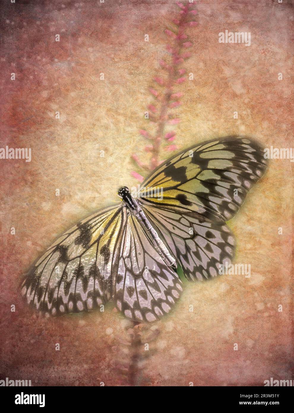 A single Tree Nymph (Idea leuconoe) butterfly on a rust colored ...
