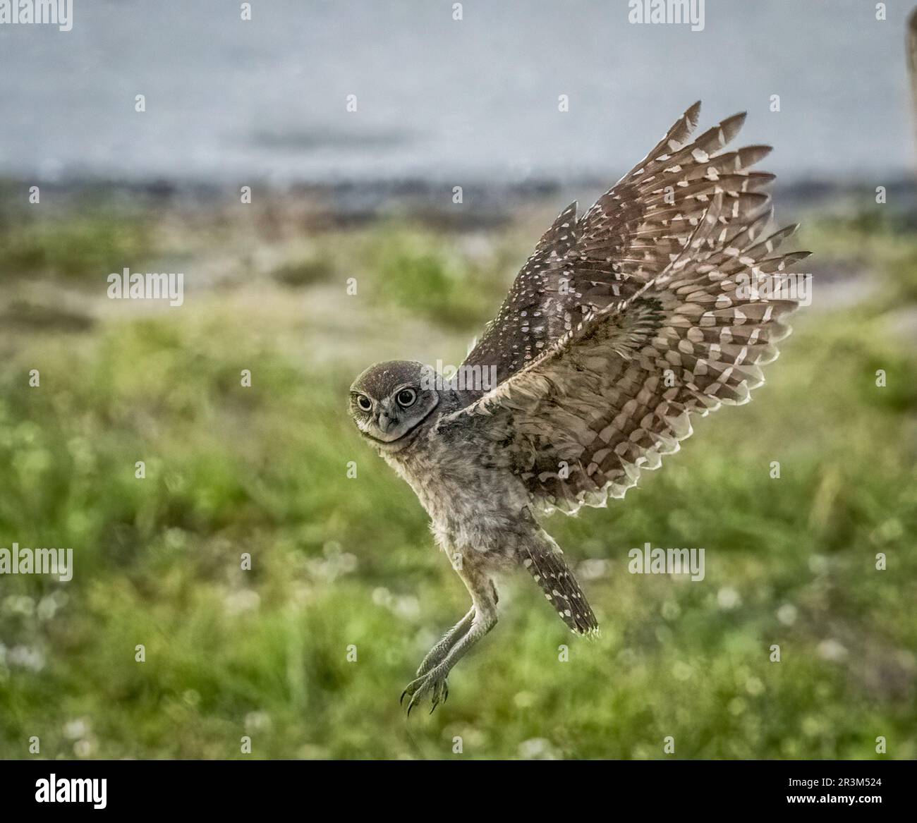 Florida Burrowing Owl Flying
