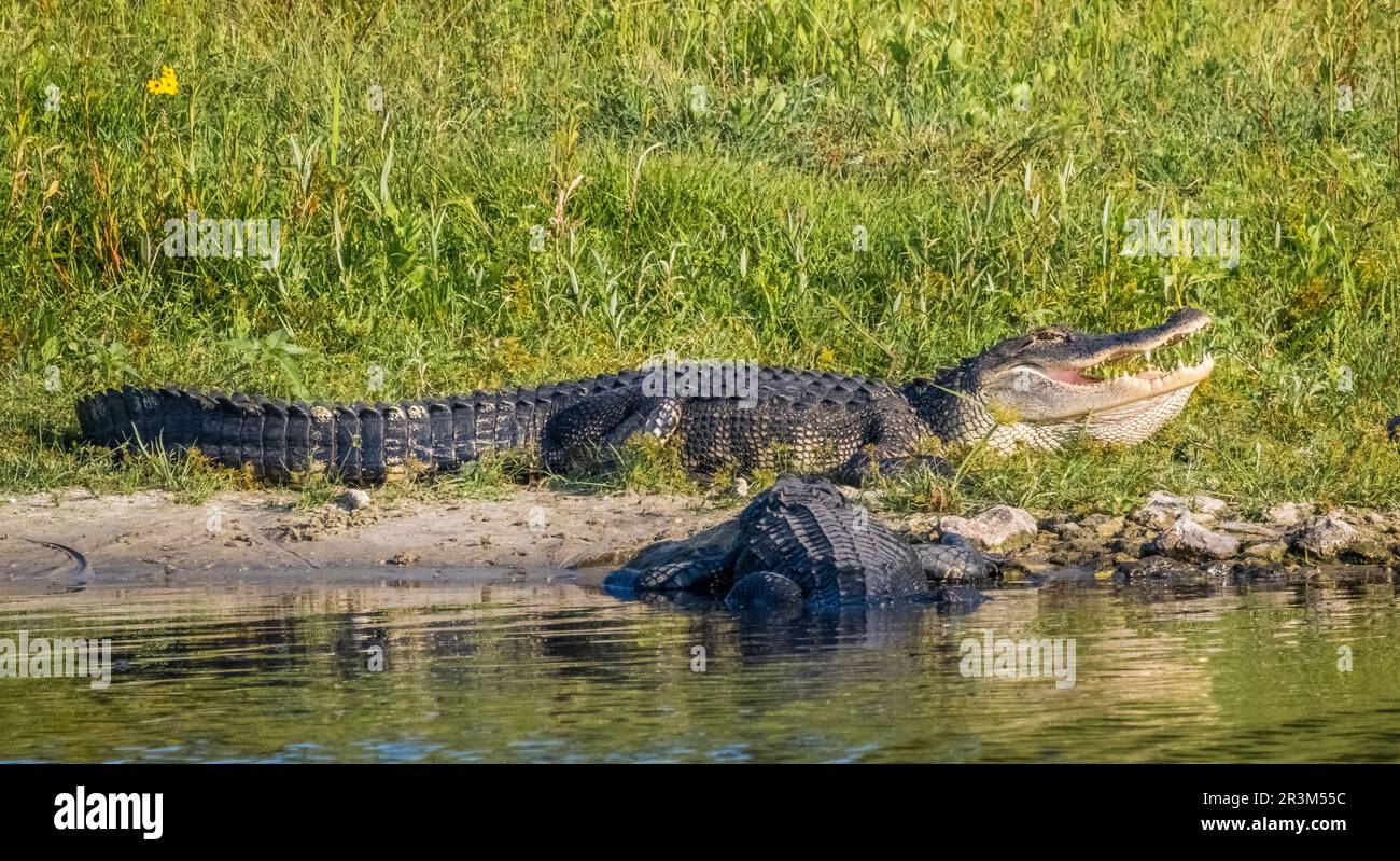 American Alligator with his mouth open on the riverbank in Myakka River ...