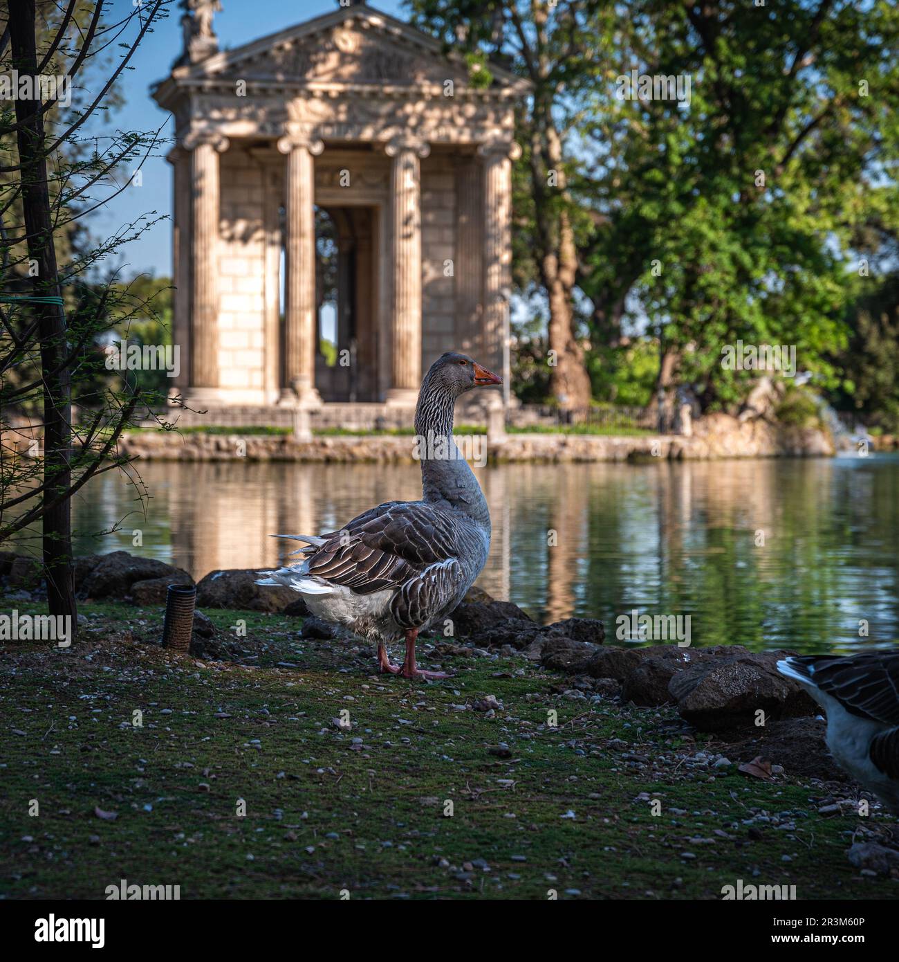 Greenery in rome hi-res stock photography and images - Alamy