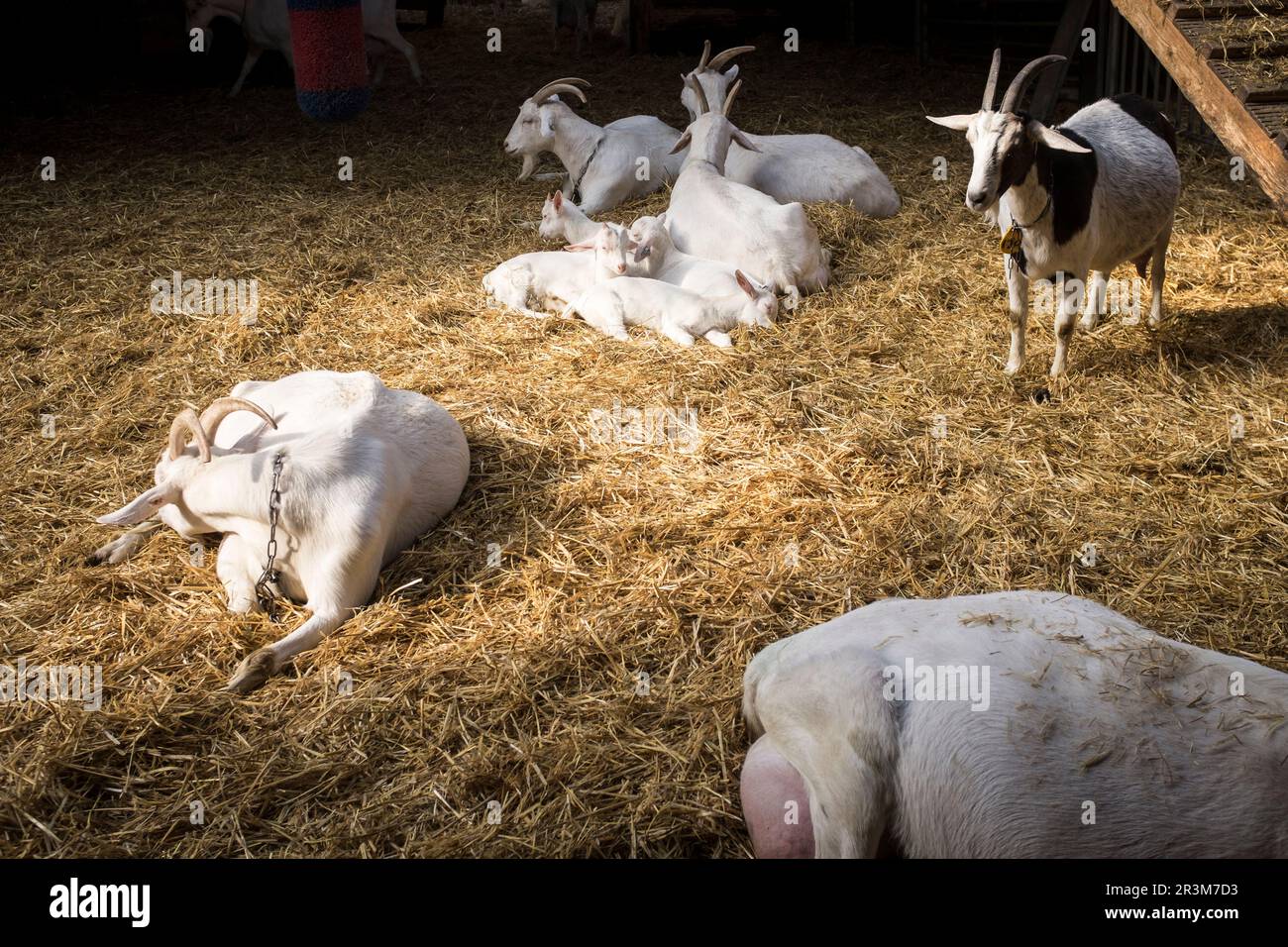 A tribe of baby goats, or kids, in their pen at the Goat Farm ...