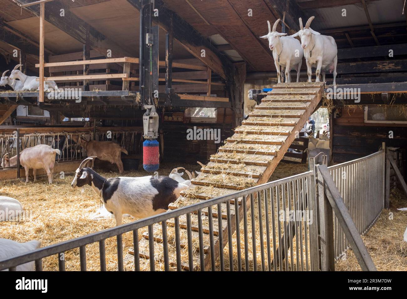 Goats in a pen at the Goat Farm Ridammerhoeve in the heart of the ...
