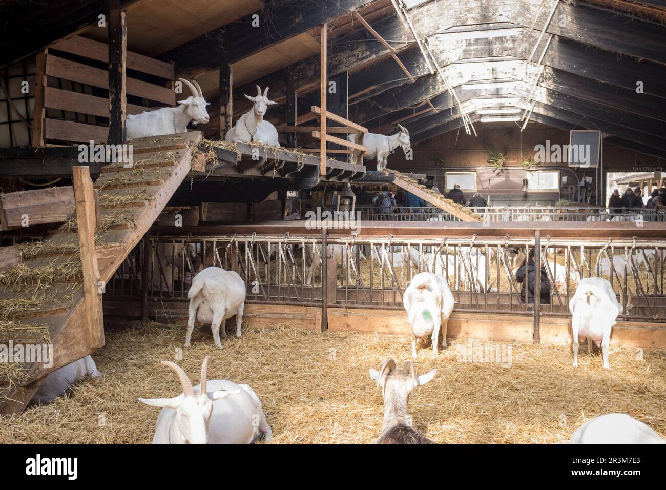Goats in a pen at the Goat Farm Ridammerhoeve in the heart of the ...