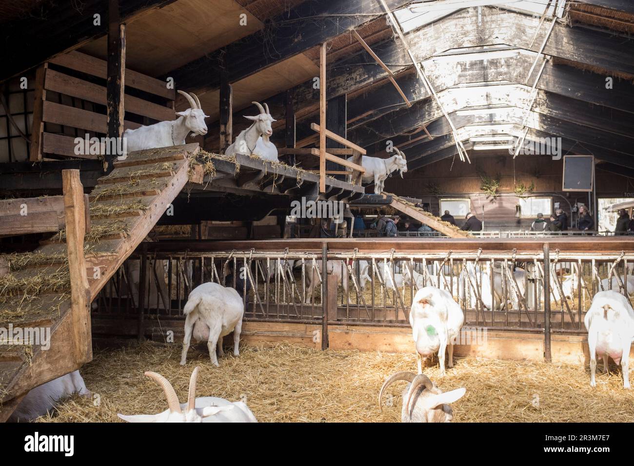 Goats in a pen at the Goat Farm Ridammerhoeve in the heart of the ...