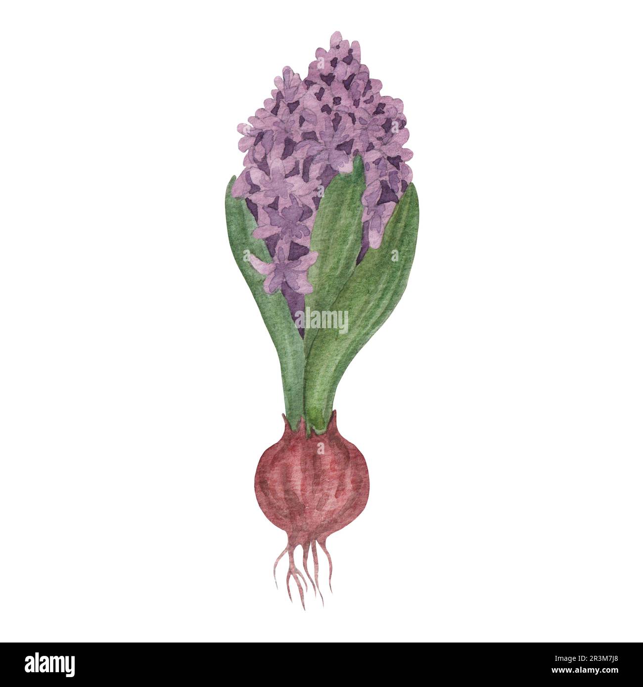 Purple hyacinth with bulb. The illustration is watercoloured and ...