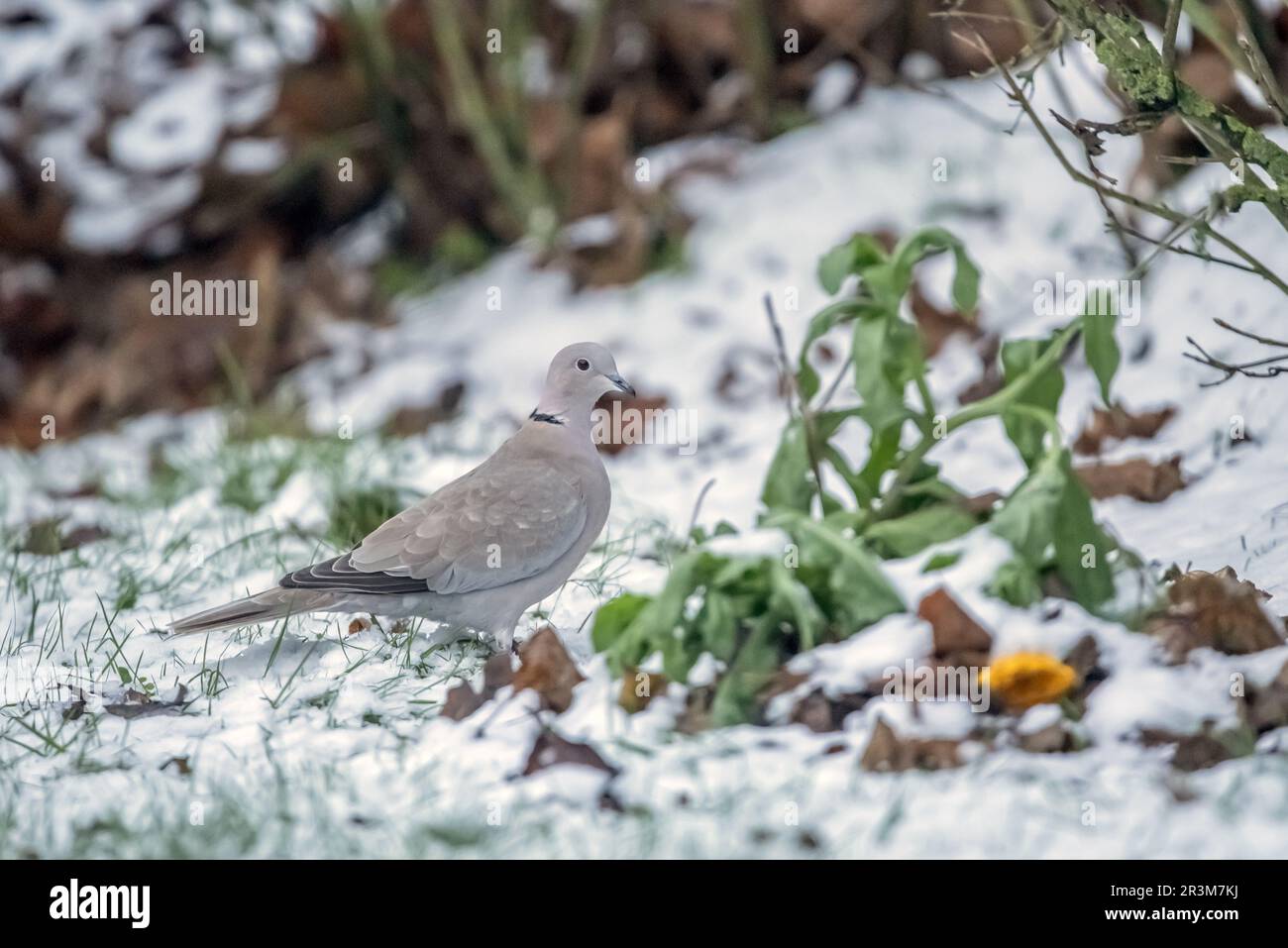 Cool dove hi-res stock photography and images - Alamy