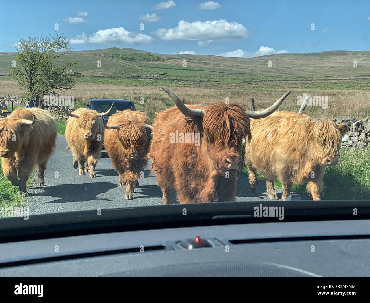 Highland cows on track in the Yorkshire Dales National Park, northern ...
