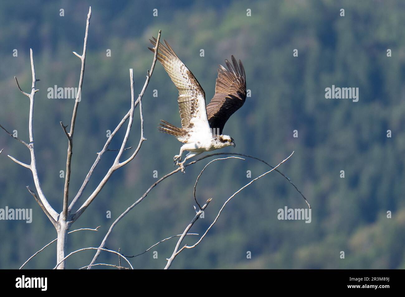 Osprey flying in flight. Emigrant Lake, Ashland, Oregon Stock Photo - Alamy
