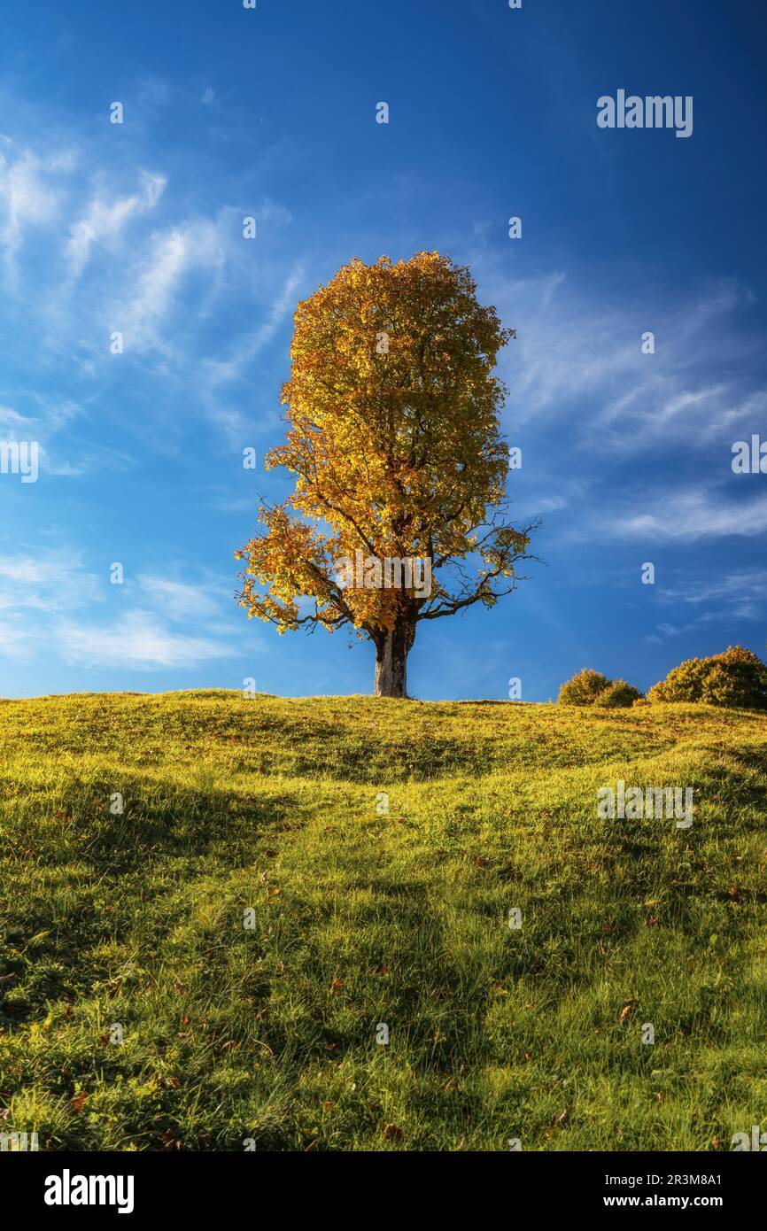 Single big tree with fall colors in the alps with blue sky near ...