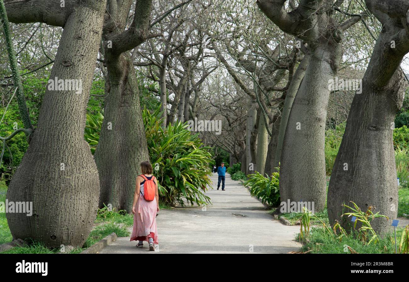 Bulbous trees hi-res stock photography and images - Alamy